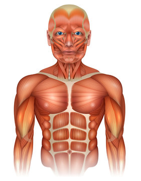 Skinless Face Anatomy