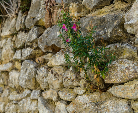 Feldsteinmauer bilder – Bläddra bland 251 stockfoton, vektorer och ...