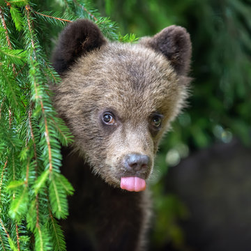 "Little Bear" Images – Browse 32 Stock Photos, Vectors, and Video ...