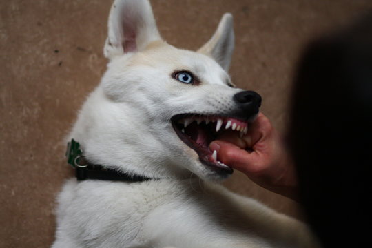 รูปภาพSnappish – เลือกดูภาพถ่ายสต็อก เวกเตอร์ และวิดีโอ1,337 | Adobe Stock