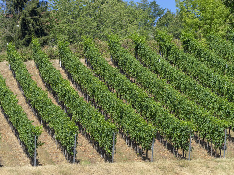"Champ De Vigne" Bilder – Durchsuchen 284 Archivfotos, Vektorgrafiken ...