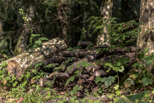 Zlaca bilder – Bläddra bland 13 stockfoton, vektorer och videor | Adobe ...
