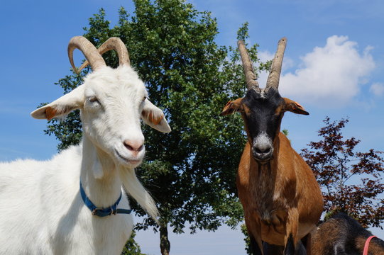 Imágenes de Kozy: descubre bancos de fotos, ilustraciones, vectores y ...