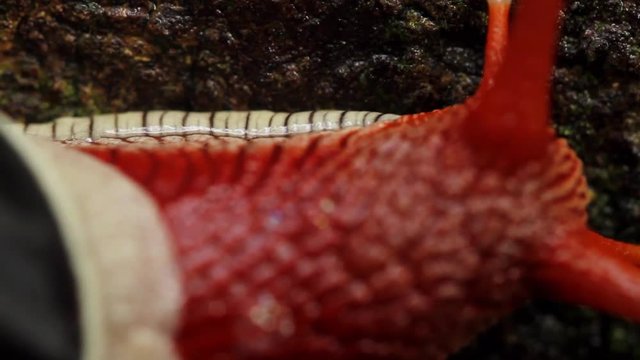 Ampulla Images – Browse 3,111 Stock Photos, Vectors, and Video | Adobe ...