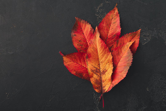 "Red Ash" Images – Browse 1,011 Stock Photos, Vectors, and Video ...