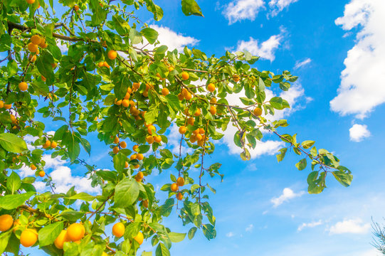 รูปภาพMirabelle – เลือกดูภาพถ่ายสต็อก เวกเตอร์ และวิดีโอ5,679 | Adobe Stock