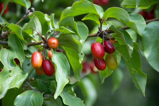 Dogberry-Tree-Bilder: Stock-Fotos & -Videos. | Adobe Stock