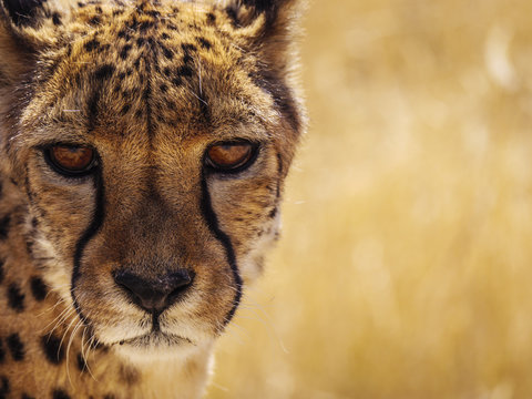 「Chita」の画像 - 3,335 件の Stock 写真、ベクターおよびビデオ | Adobe Stock