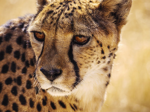 รูปภาพChita – เลือกดูภาพถ่ายสต็อก เวกเตอร์ และวิดีโอ3,413 | Adobe Stock