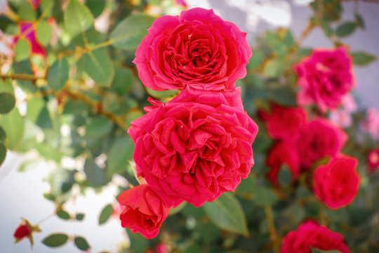 「Busch-Rose」の写真素材 | 3,576件の無料イラスト画像 | Adobe Stock