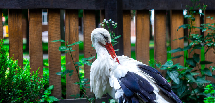 Flens Bilder – Durchsuchen 47 Archivfotos, Vektorgrafiken und Videos ...