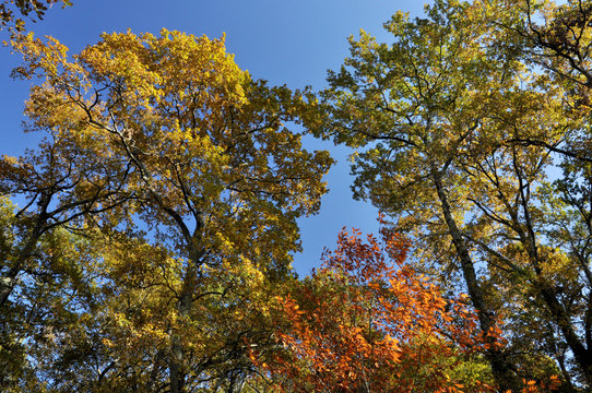 Autonme Images – Browse 59 Stock Photos, Vectors, and Video | Adobe Stock