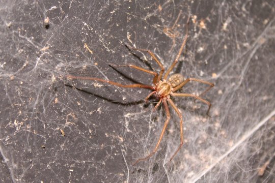 Hausspinnen Images – Browse 19 Stock Photos, Vectors, and Video | Adobe ...