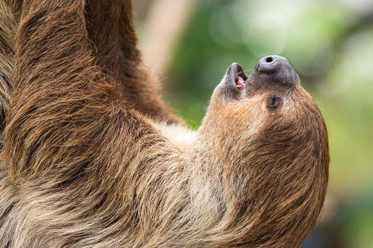 「Slob」の画像 - 35,720 件の Stock 写真、ベクターおよびビデオ | Adobe Stock