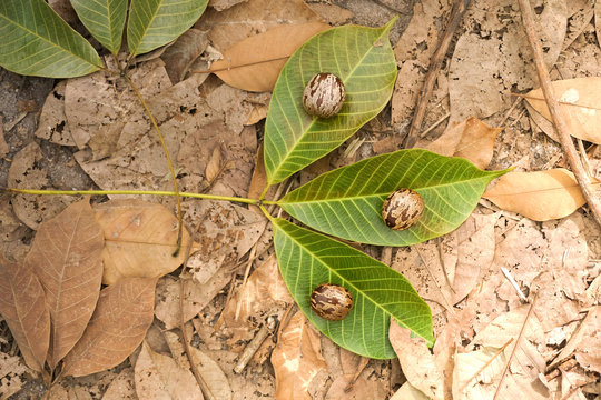 รูปภาพHevea – เลือกดูภาพถ่ายสต็อก เวกเตอร์ และวิดีโอ9,883 | Adobe Stock