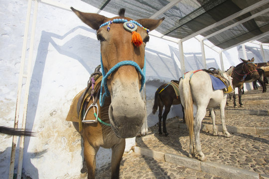 Muli Images – Parcourir 1,060 le catalogue de photos, vecteurs et ...