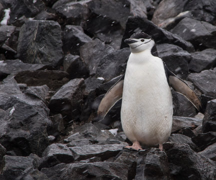 Peguin-Bilder: Stock-Fotos & -Videos. | Adobe Stock