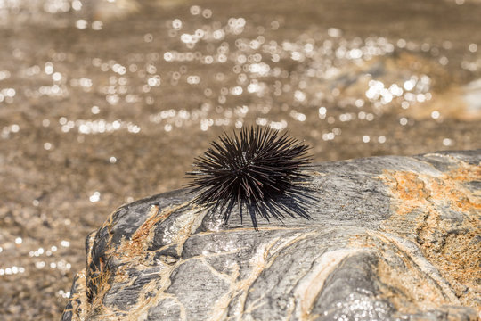 Echinozoa Images – Browse 47 Stock Photos, Vectors, and Video | Adobe Stock