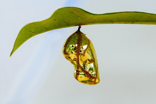 Chrysalis Images – Browse 29,230 Stock Photos, Vectors, and Video ...