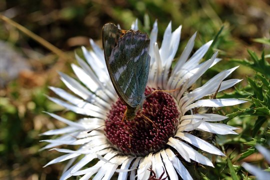 รูปภาพAcaule – เลือกดูภาพถ่ายสต็อก เวกเตอร์ และวิดีโอ174 | Adobe Stock