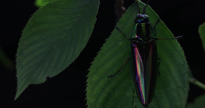 Tamamushi 影像 – 瀏覽 171 個素材庫相片、向量圖和影片 | Adobe Stock