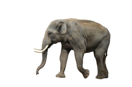 Reitelefant Bilder – Durchsuchen 3 Archivfotos, Vektorgrafiken und ...