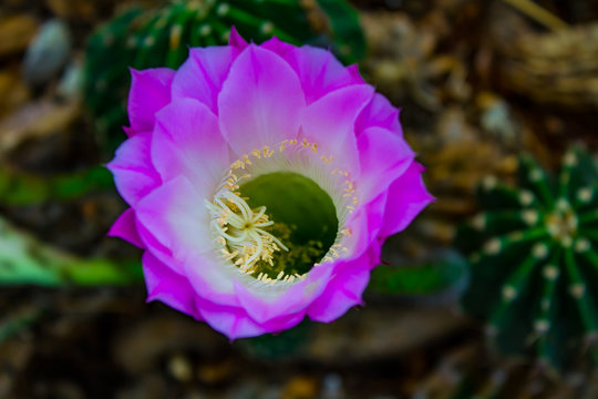 "Austin Koeckeritz"-Bilder: Stock-Fotos & -Videos. | Adobe Stock