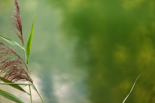 รูปภาพGraminacea – เลือกดูภาพถ่ายสต็อก เวกเตอร์ และวิดีโอ200 | Adobe Stock