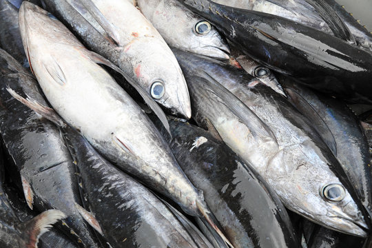 「Atun」の画像 - 1,104 件の Stock 写真、ベクターおよびビデオ | Adobe Stock