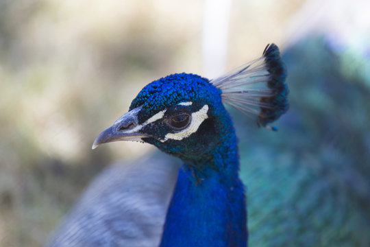How To Draw A Realistic Peacock