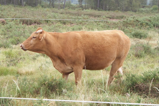 "Vaca Gallega" Images – Browse 44 Stock Photos, Vectors, and Video ...