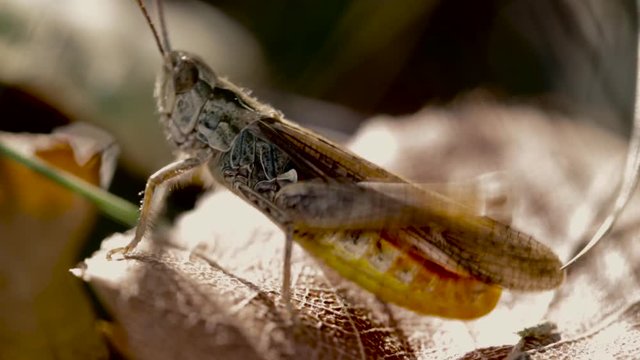 Stridulation-Bilder: Stock-Fotos & -Videos. | Adobe Stock