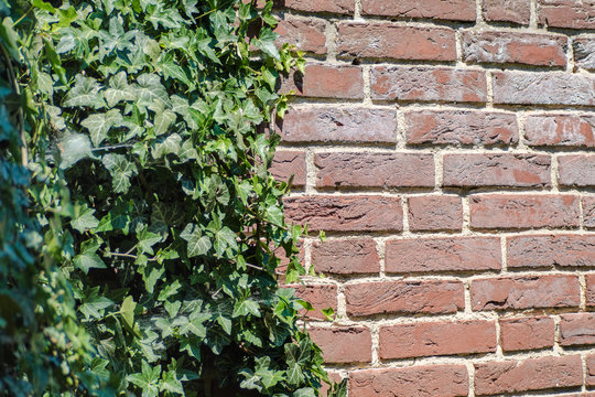 Efeuranken bilder – Bläddra bland 293 stockfoton, vektorer och videor ...