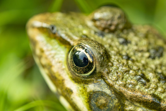 รูปภาพOuaouaron – เลือกดูภาพถ่ายสต็อก เวกเตอร์ และวิดีโอ74 | Adobe Stock