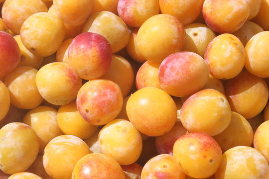 Zwetschen bilder – Bläddra bland 396 stockfoton, vektorer och videor ...