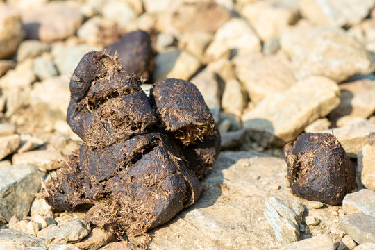 「Cacca」の画像 - 185 件の Stock 写真、ベクターおよびビデオ | Adobe Stock