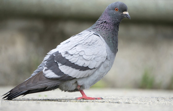 「Hato」の画像 - 12,102 件の Stock 写真、ベクターおよびビデオ | Adobe Stock