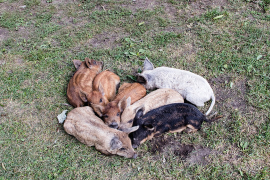 Schnozzle Images – Browse 63 Stock Photos, Vectors, and Video | Adobe Stock