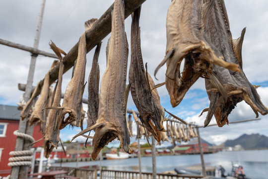 รูปภาพStockfisch – เลือกดูภาพถ่ายสต็อก เวกเตอร์ และวิดีโอ1,246 | Adobe ...