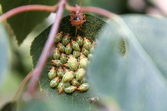 รูปภาพGrisea – เลือกดูภาพถ่ายสต็อก เวกเตอร์ และวิดีโอ131 | Adobe Stock