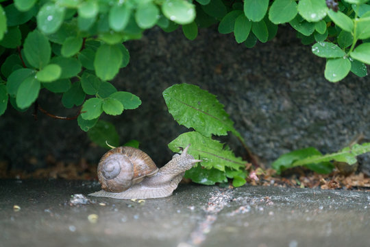 32 BEST Snigel IMAGES, STOCK PHOTOS & VECTORS | Adobe Stock