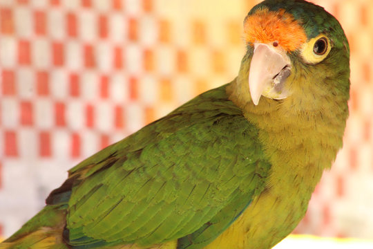 Cotorro 이미지 – 찾아보기 146 스톡 사진, 벡터 및 비디오 | Adobe Stock