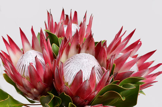 Red=Protea Imej – Semak Imbas 174 Foto, Vektor dan Video Stok | Adobe Stock