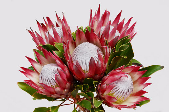 Yellow=Protea Images – Browse 3,063 Stock Photos, Vectors, and Video ...