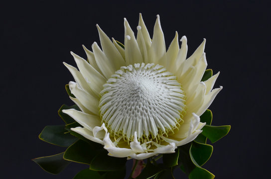 รูปภาพYellow=Protea – เลือกดูภาพถ่ายสต็อก เวกเตอร์ และวิดีโอ3,118 ...