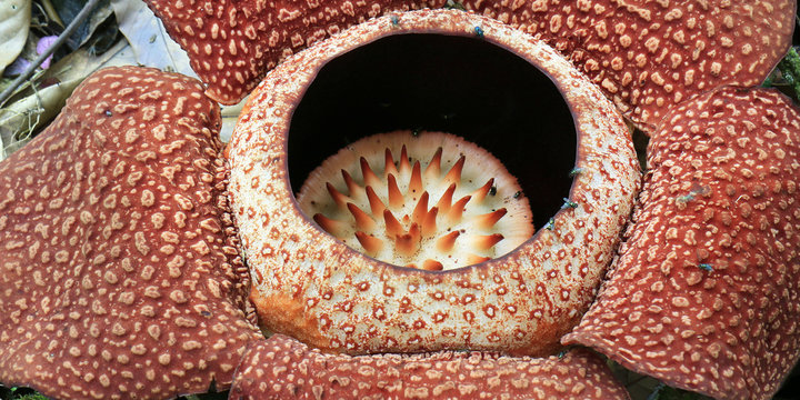 รูปภาพRafflesia – เลือกดูภาพถ่ายสต็อก เวกเตอร์ และวิดีโอ1,022 | Adobe Stock
