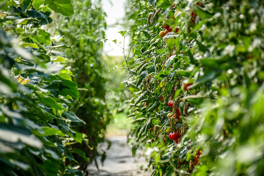 Strauchtomate bilder – Bläddra bland 1,451 stockfoton, vektorer och ...