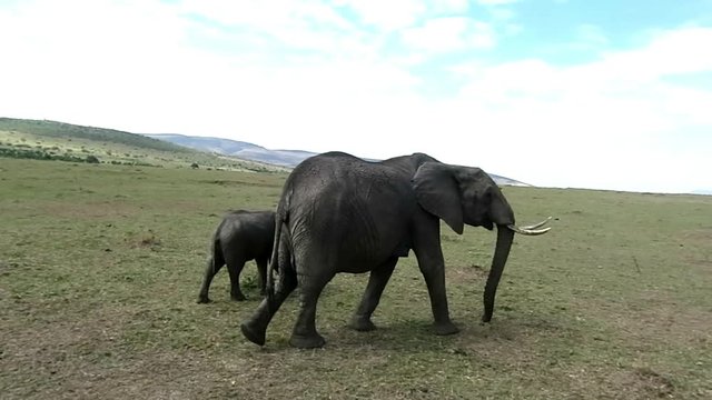 Elepahnt Images – Browse 126 Stock Photos, Vectors, and Video | Adobe Stock