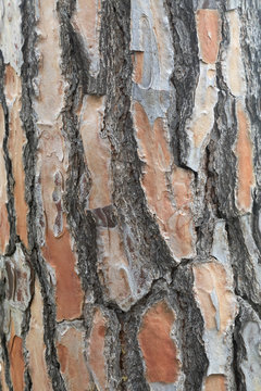 "Pelle Ruvida" Bilder – Durchsuchen 48 Archivfotos, Vektorgrafiken und ...