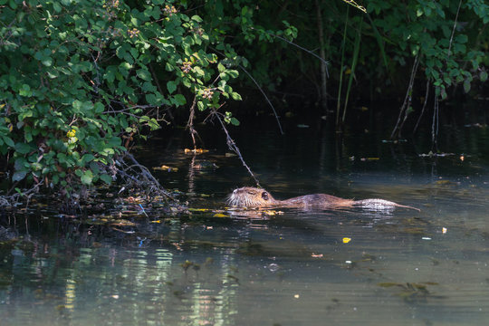 「Castorimorpha」の写真素材 | 79件の無料イラスト画像 | Adobe Stock